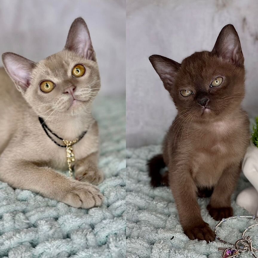 Бурманская Пара в разведение