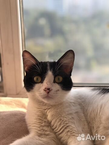 Котик ищет дом