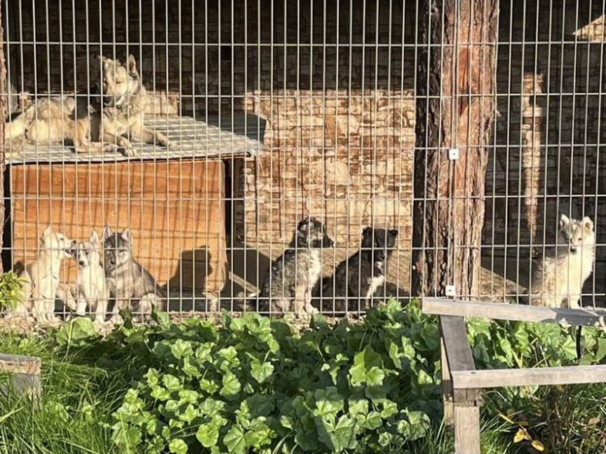 Щенки хаски- лайка