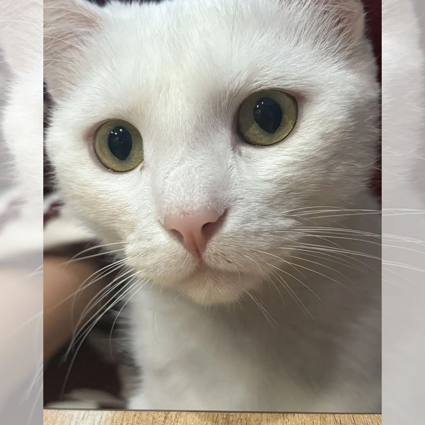 Взрослый кот в добрые руки