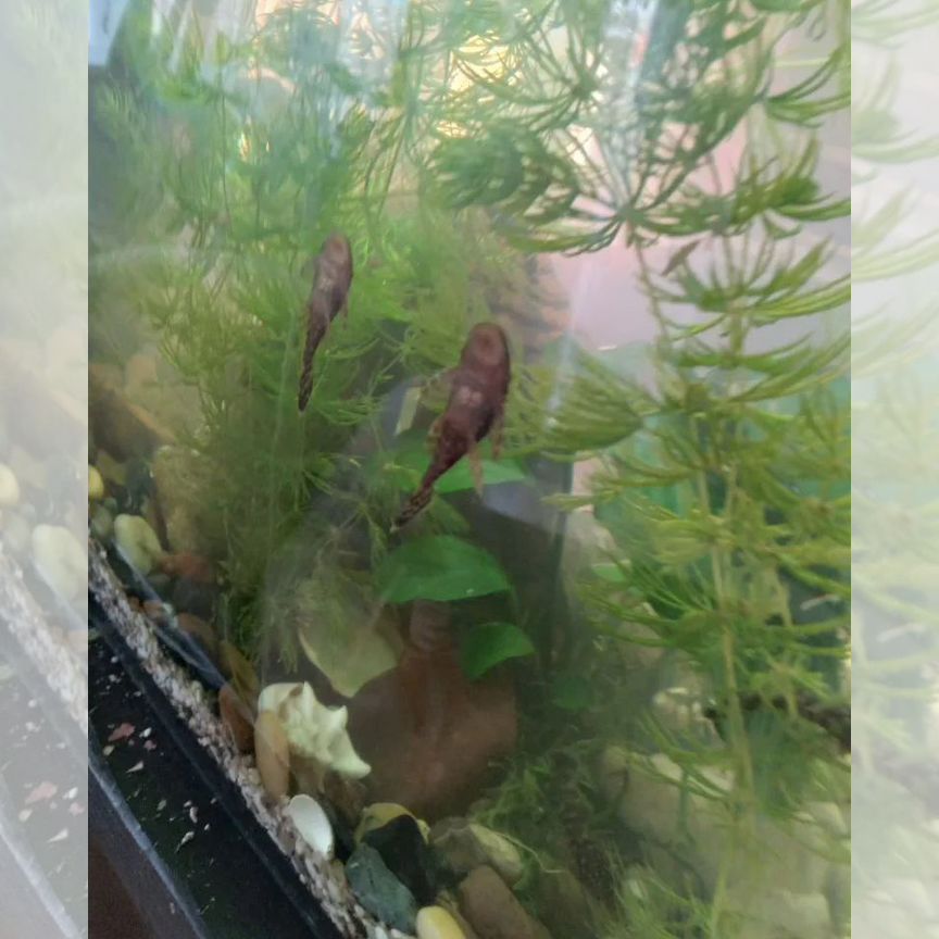 Сомики молодые