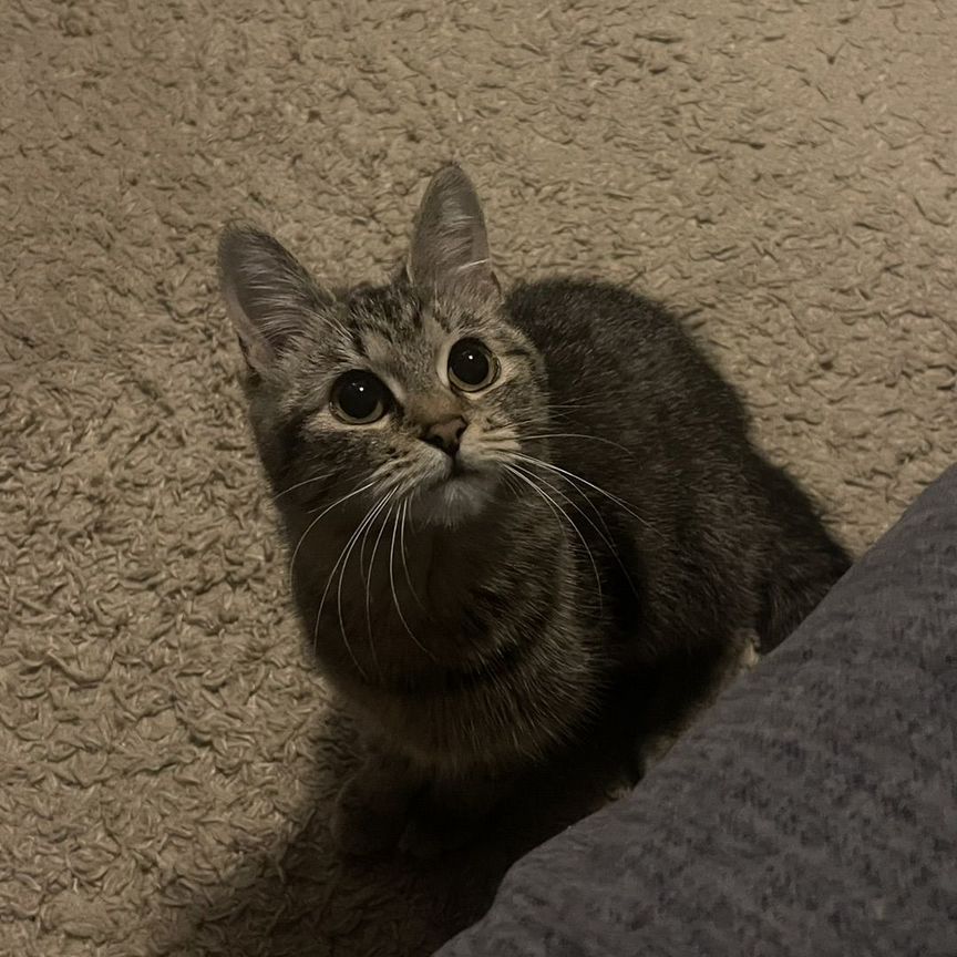 Котенок Дизи