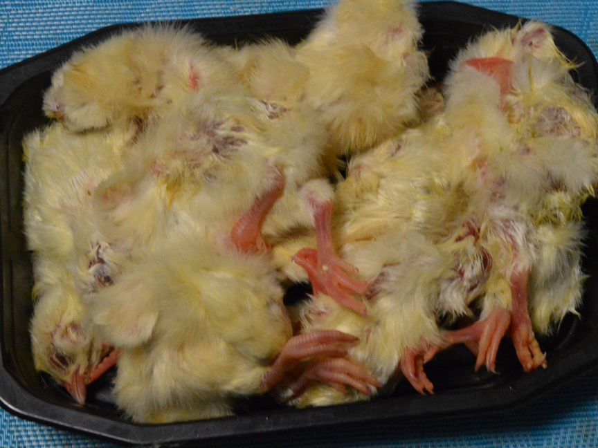 Цыплята суточные на корм животным