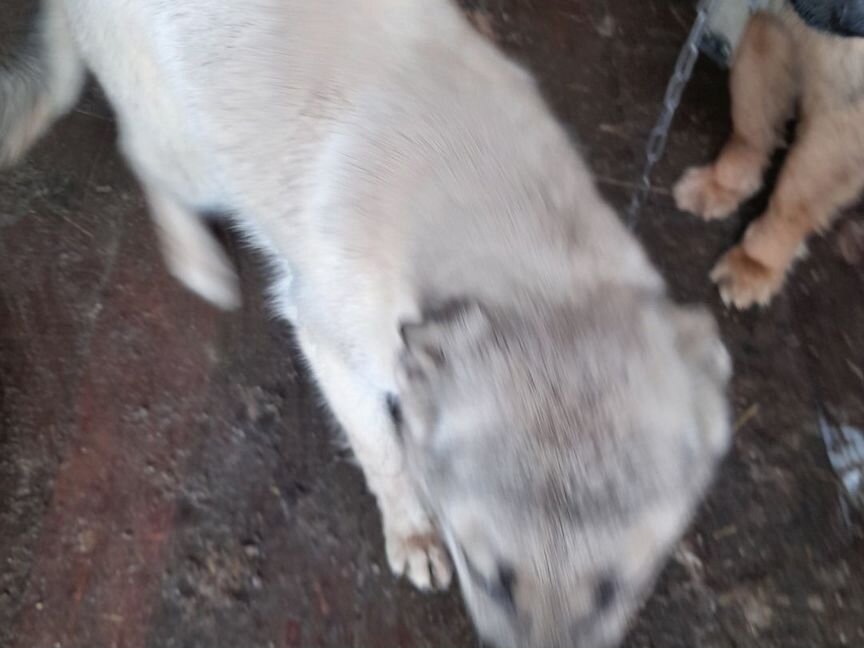 Отдам щенка подростка в добрые руки бесплатно