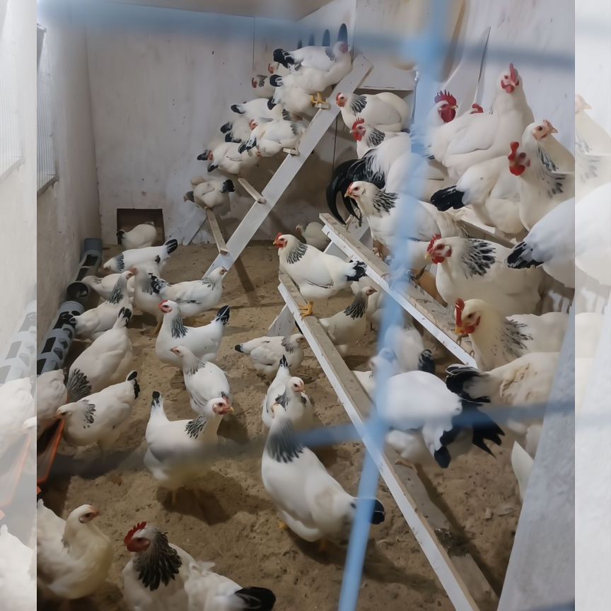 Куры молодки