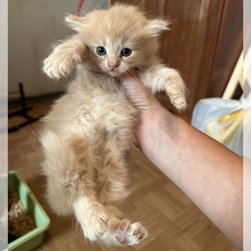 Отдам бесплатно сибирских котят