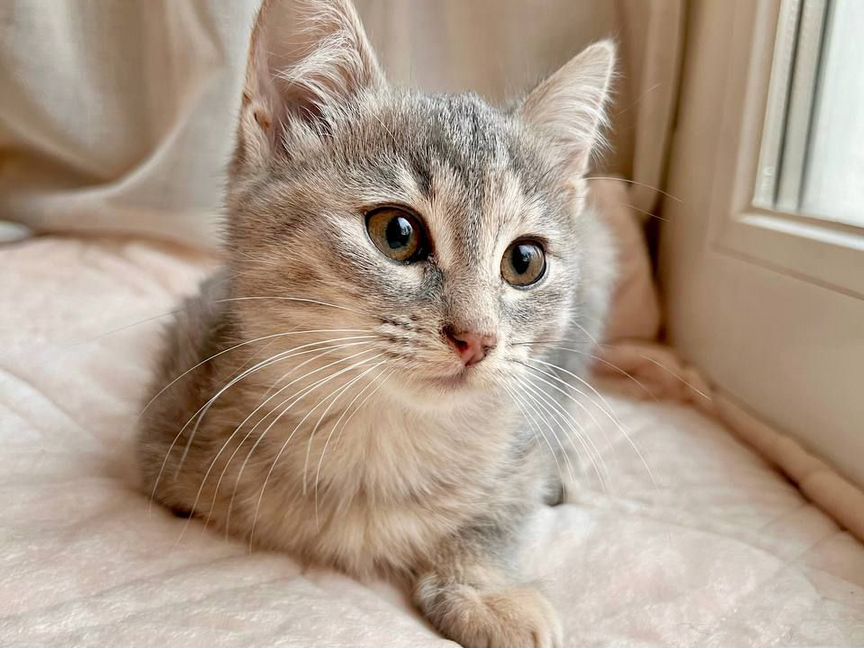 Нежный котенок в добрые руки