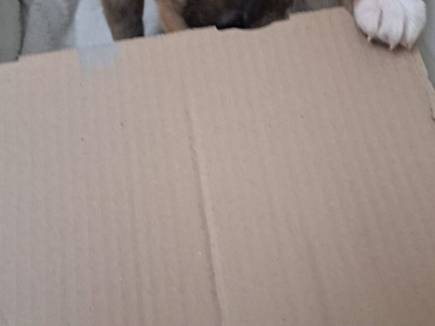 Собака щенок лайка