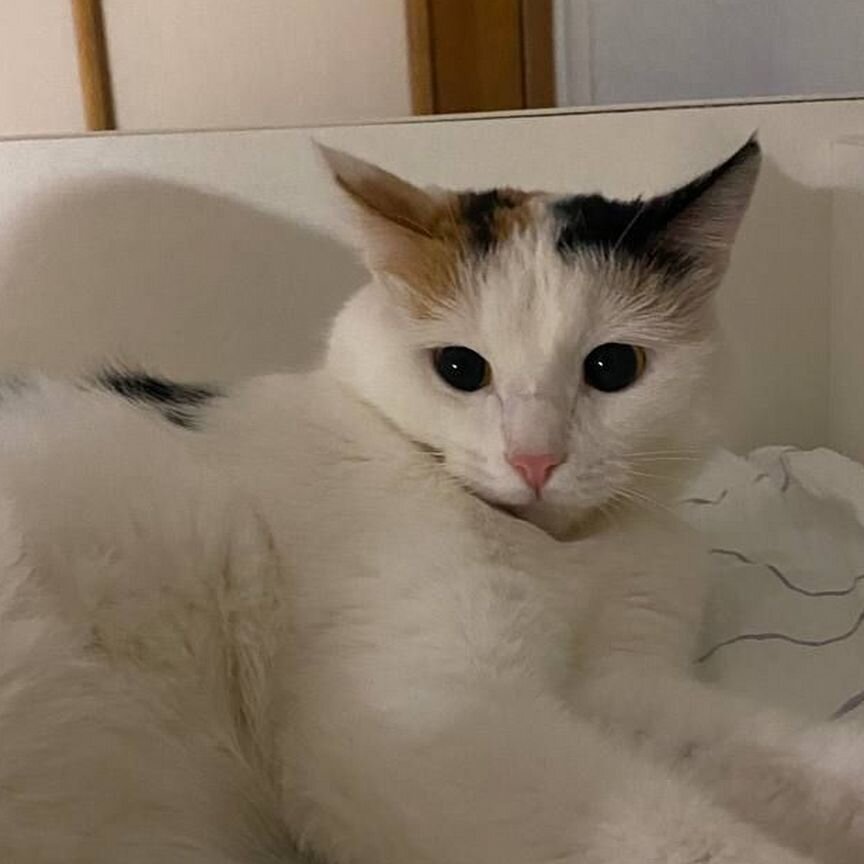 Взрослая, Девочка кошка в добрые руки