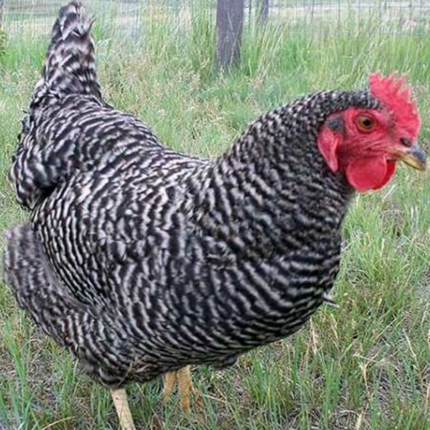 Куры несушки