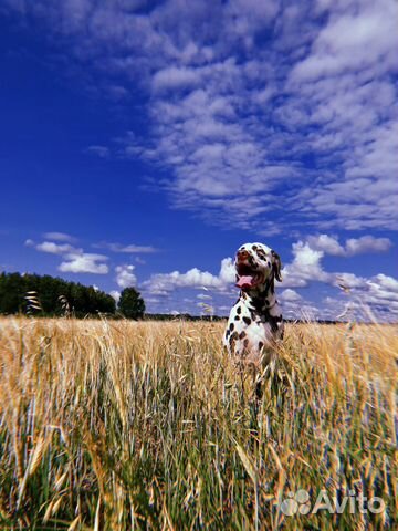 Далматин вязка