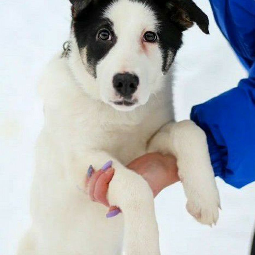 Щенок метис ищет дом