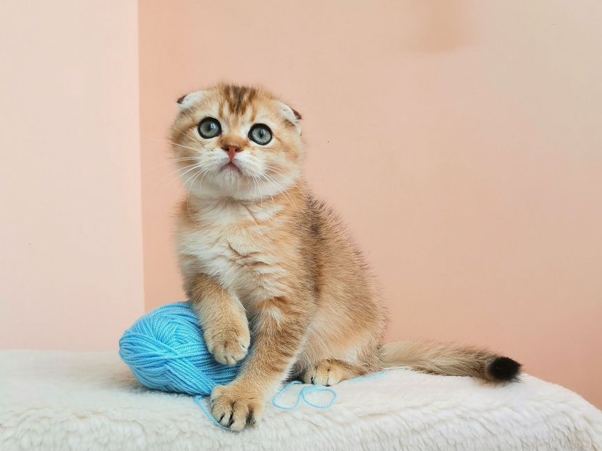 Маленький босс