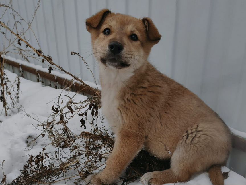 Щенок мальчик 2 месяца