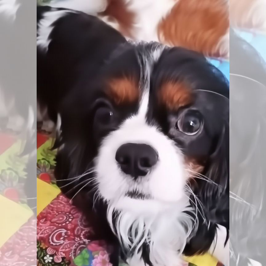 Кавалер кинг-чарльз-спаниель, вязка