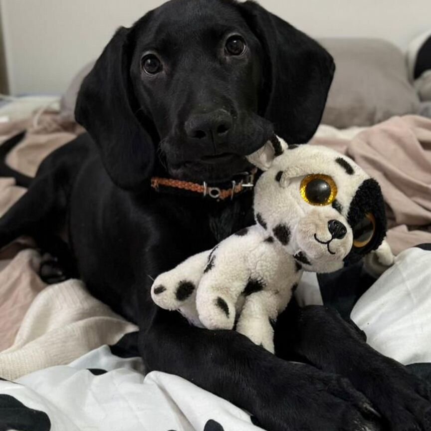 Курцхаар, щенок