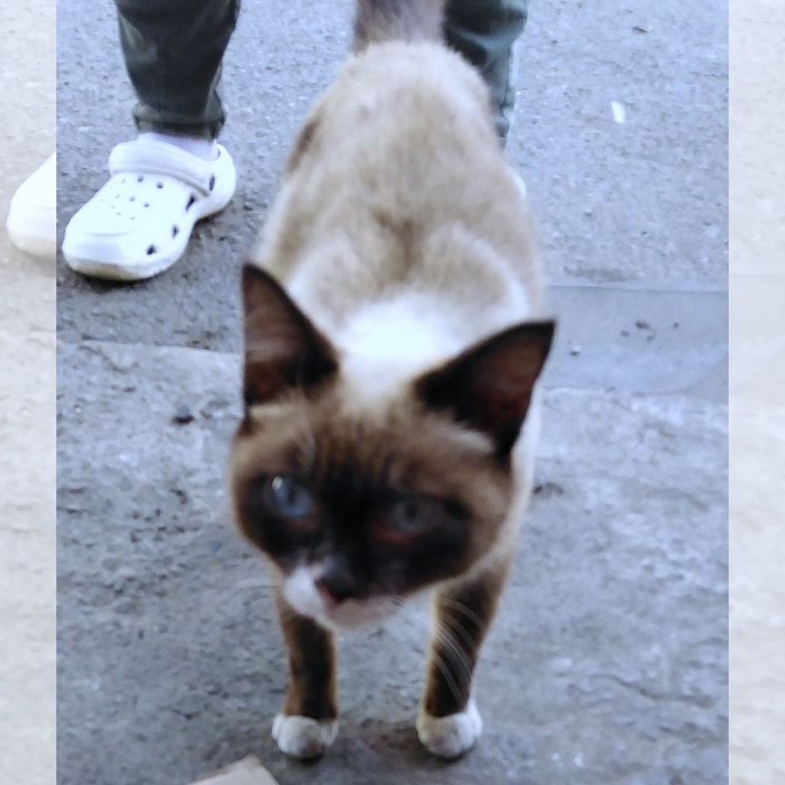 Отдам сиамскую стерильную кошечку 2 года