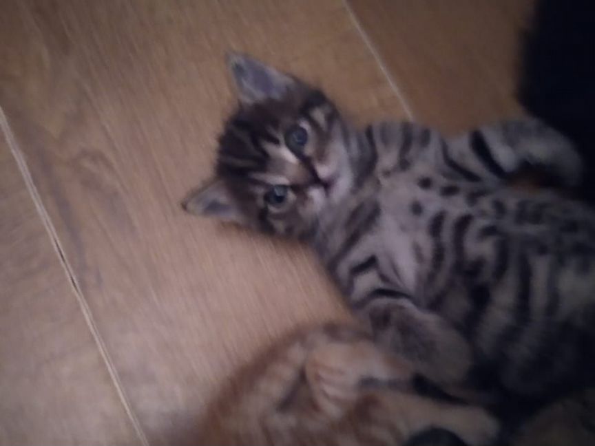 Котята