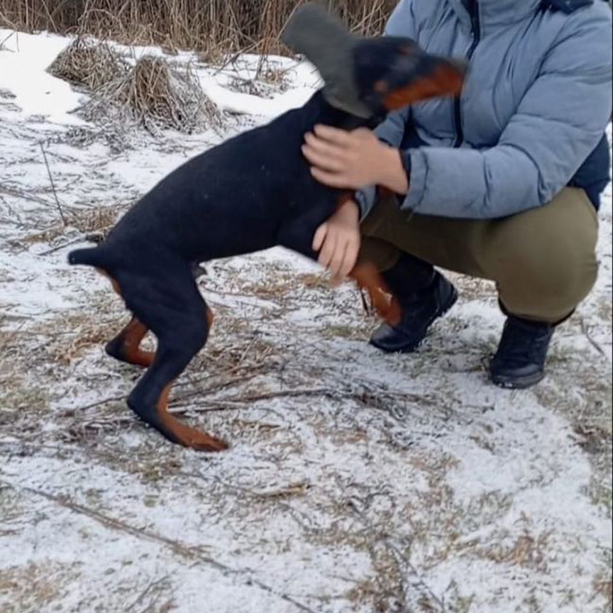 Щенки добермана