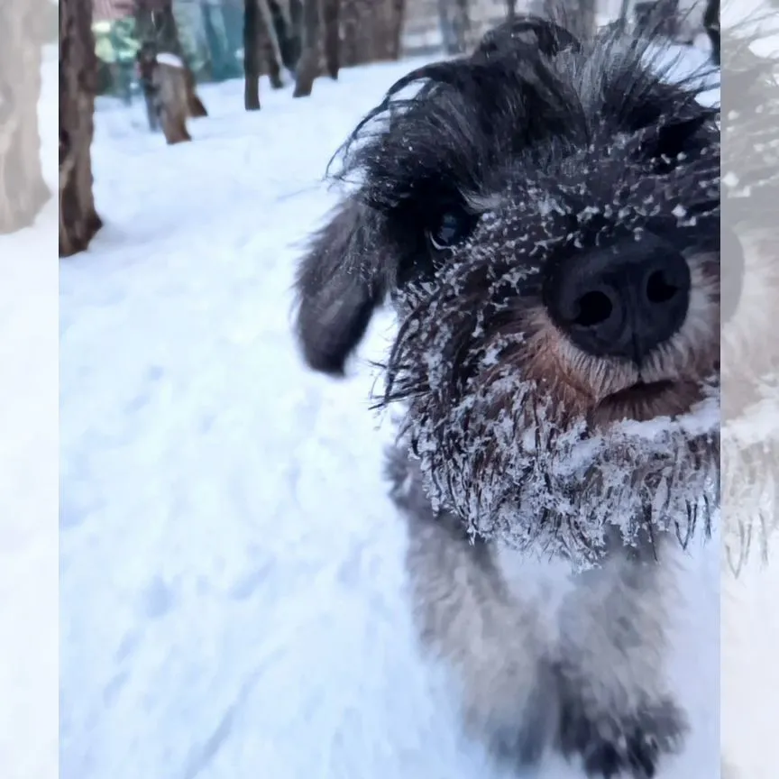 Цвергшнауцер щенки