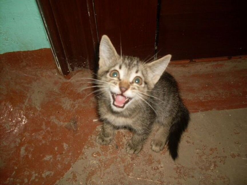 Кошек выставляют