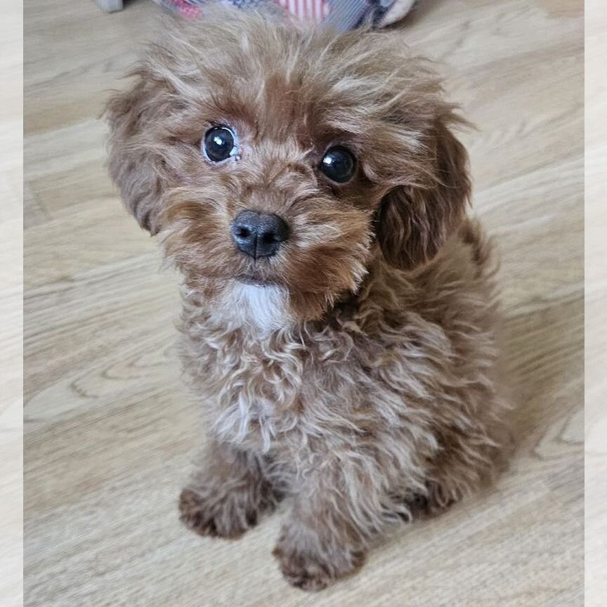 Мальтипу, щенок