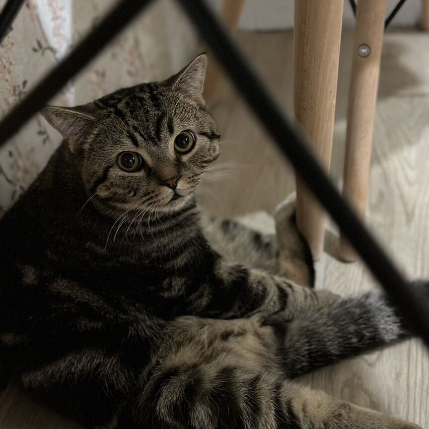 Шатланский кот