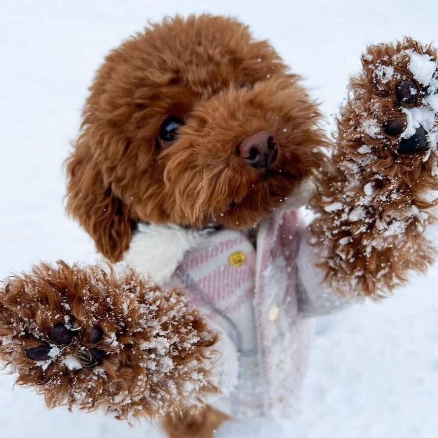 Той-пудель, щенок