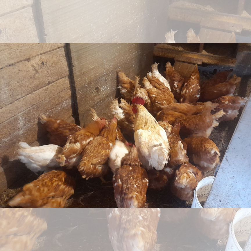 Курицы несушки