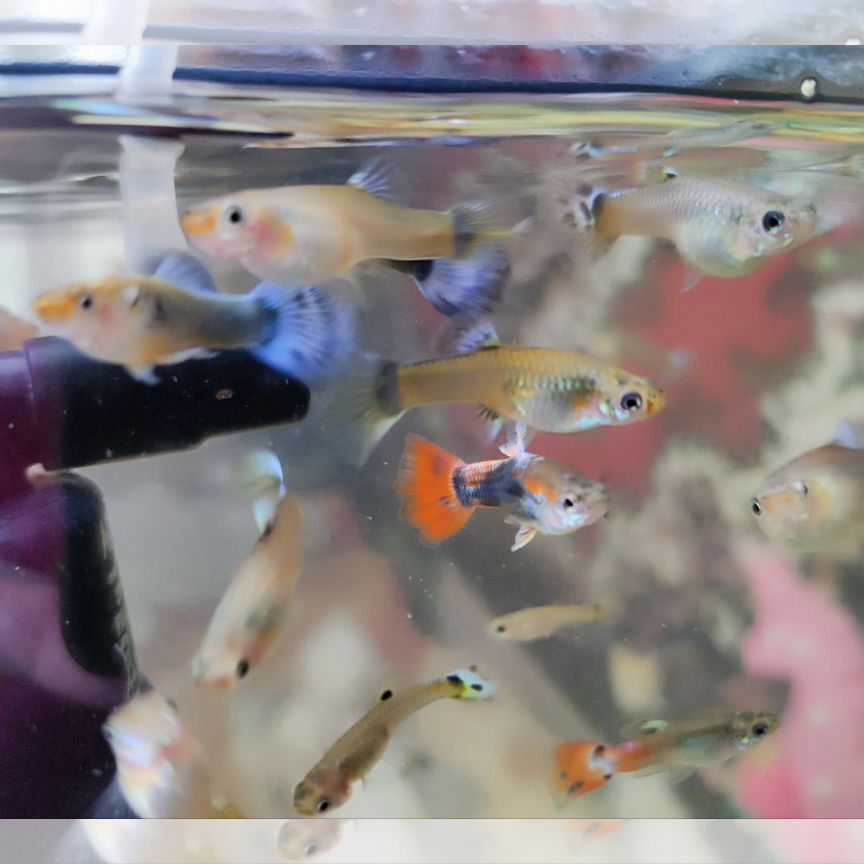 Аквариумные рыбки Гуппи разного возраста