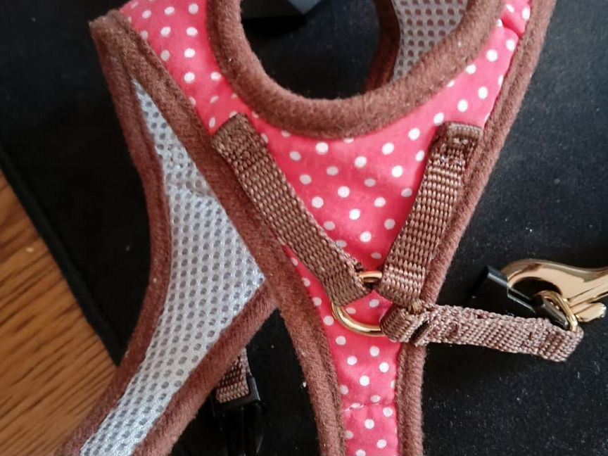 Принадлежности для собак