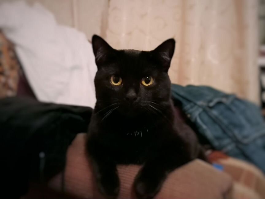 Кот в добрые руки