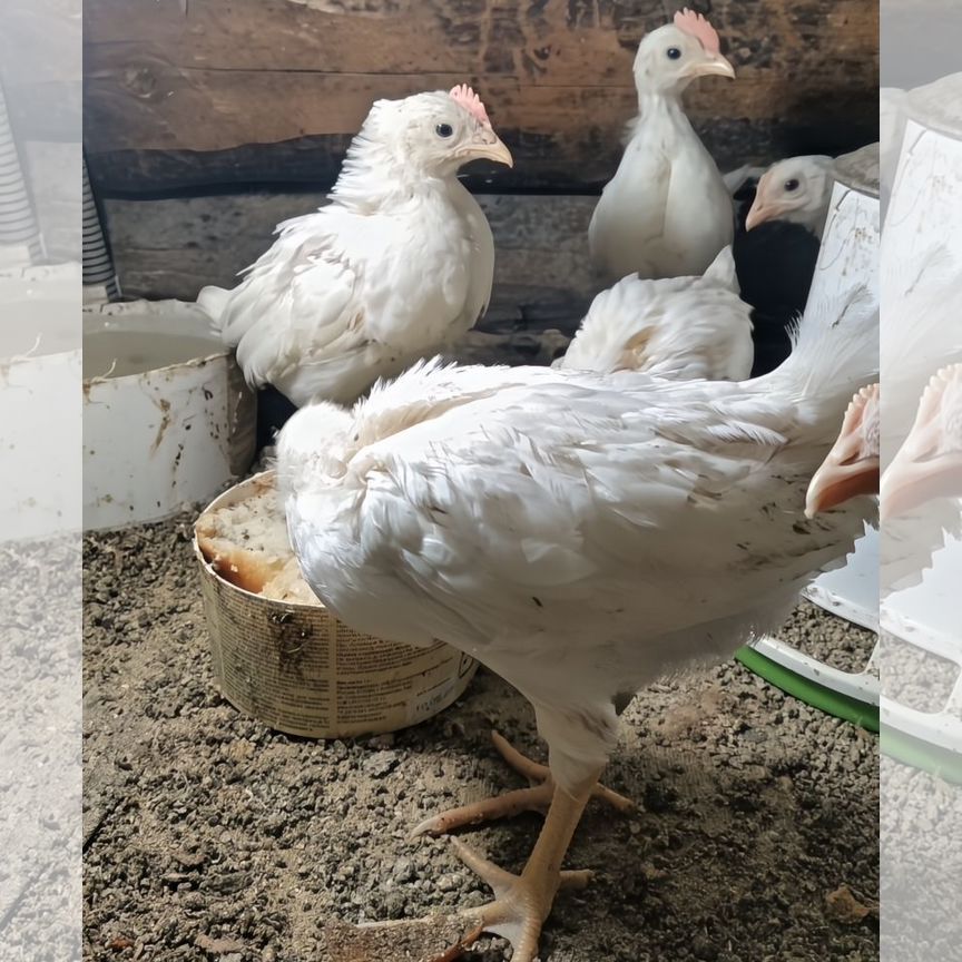 Цыплята несушки породы Hisex White