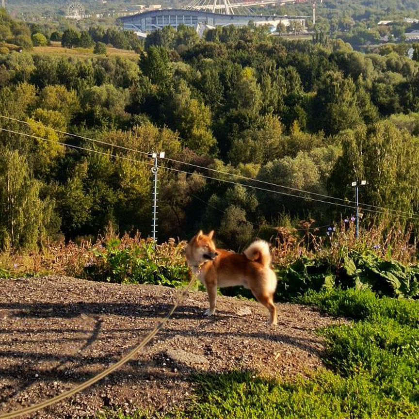 Кобель Сиба-ину для вязки