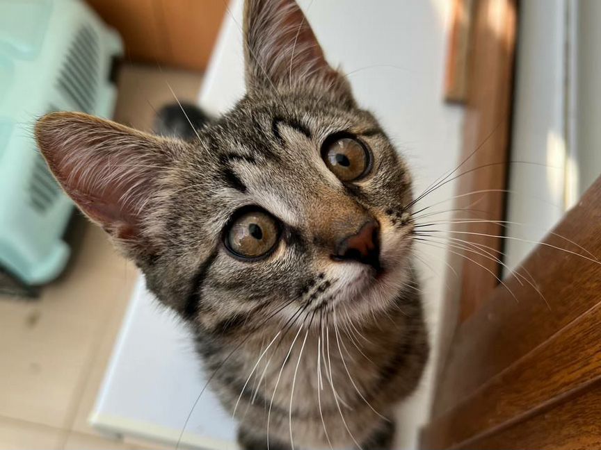Котенок Кузьма ищет дом