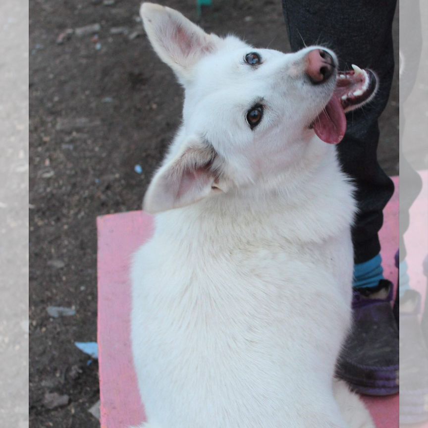 Корги ищет дом (бройлерная)