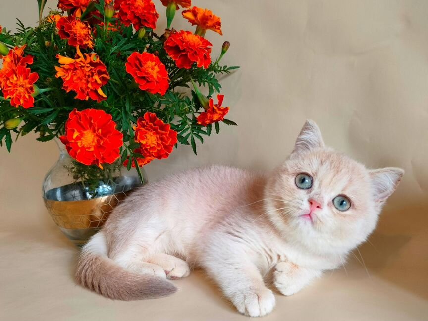 Лиловая золотая завуалированная шиншилла