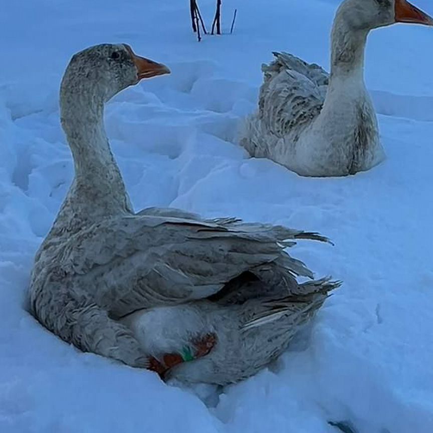 Гуси на племя