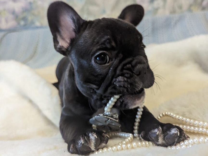 Французский бульдог девочка