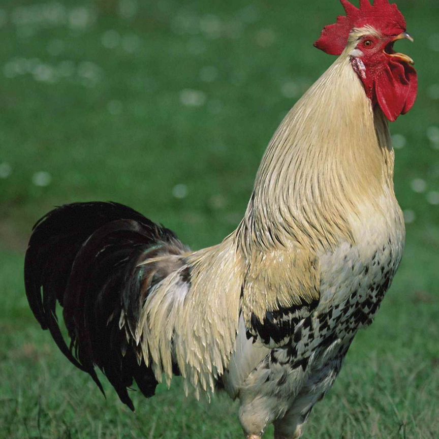 Молодой петух