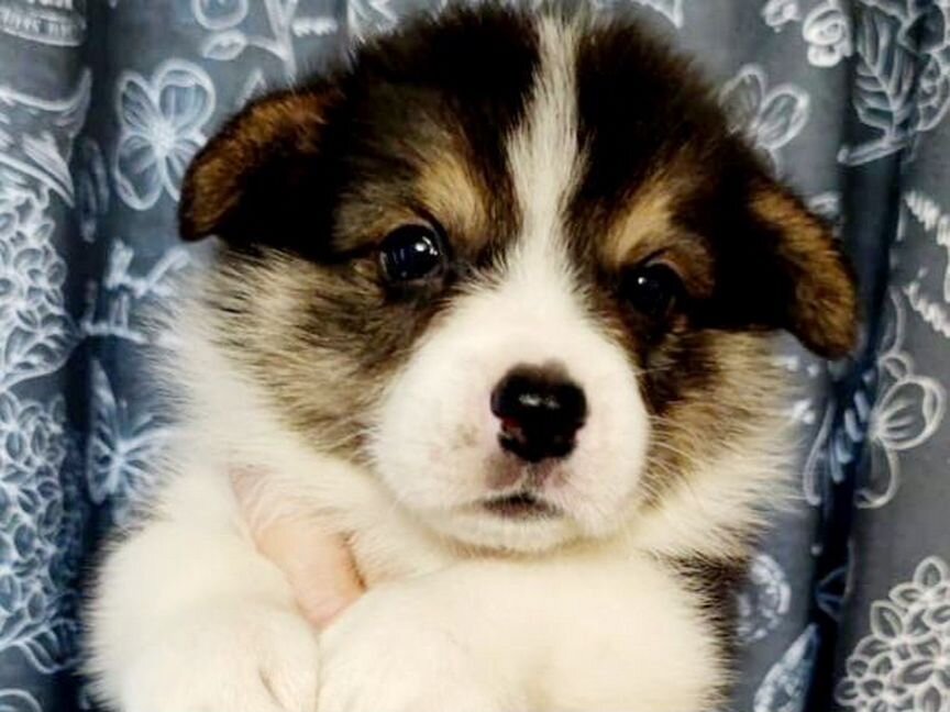 Вельш-корги пемброк триколор