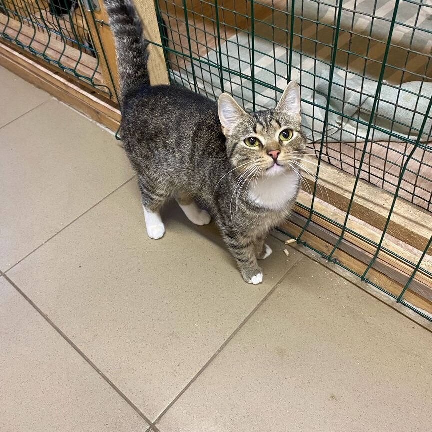 Котик в добрые руки