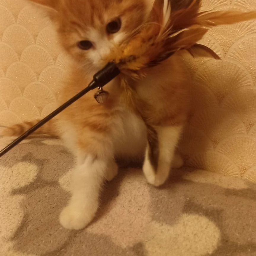 Котенок