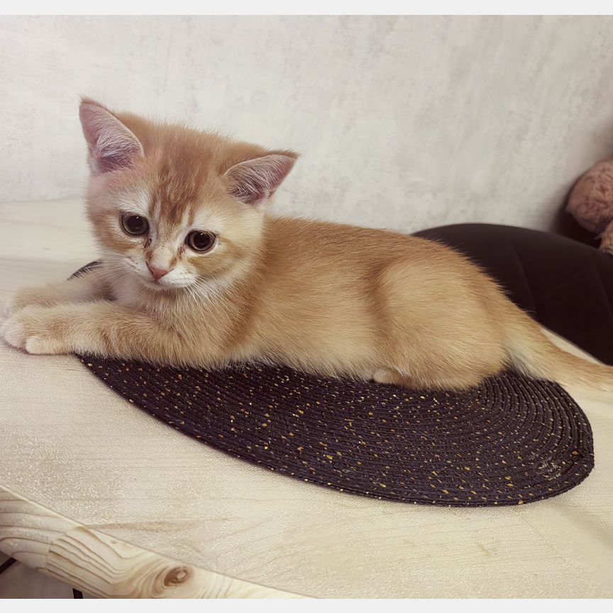 Отдам котенка