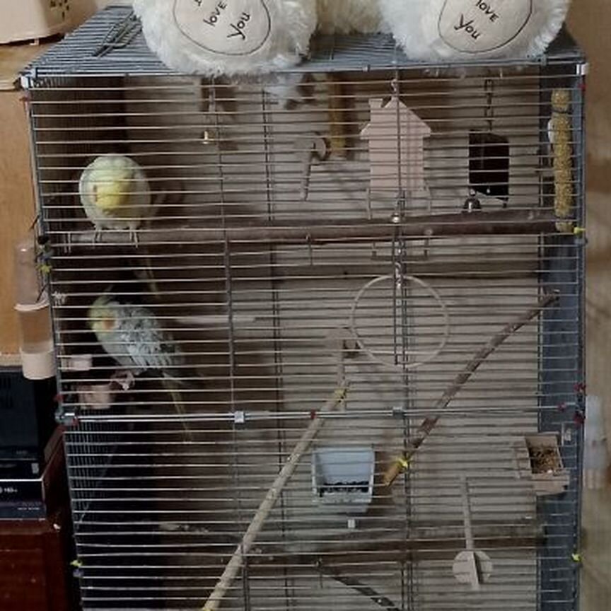 Попугай корелла