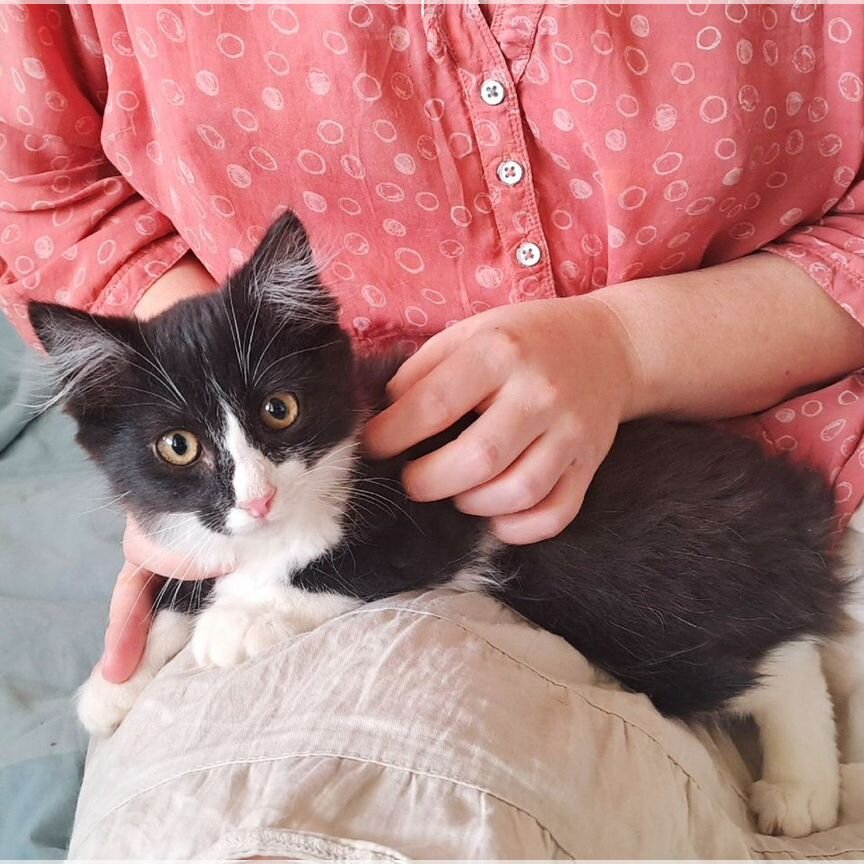 Котёнок в добрые руки