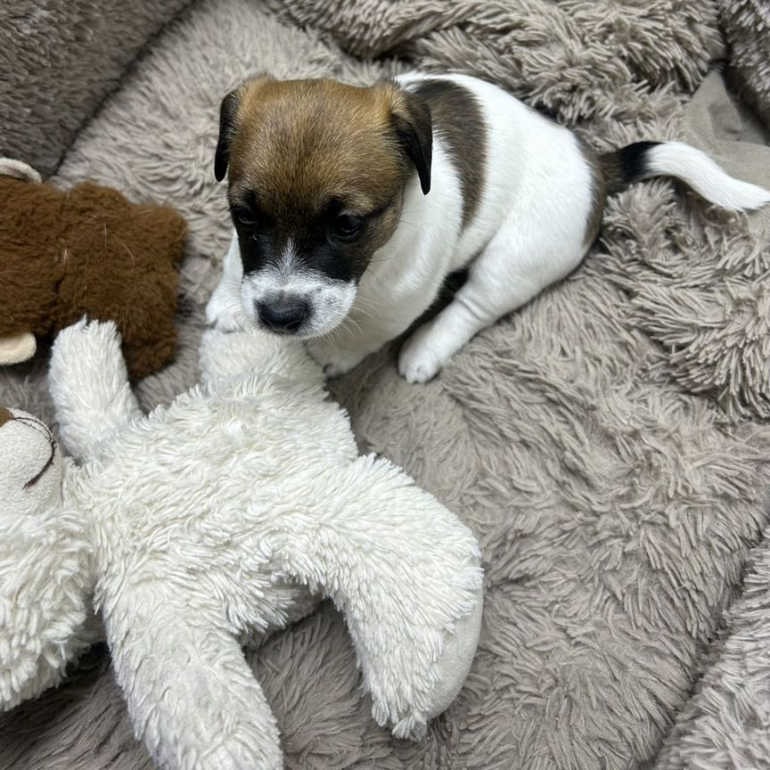 Джек-рассел-терьер, щенок