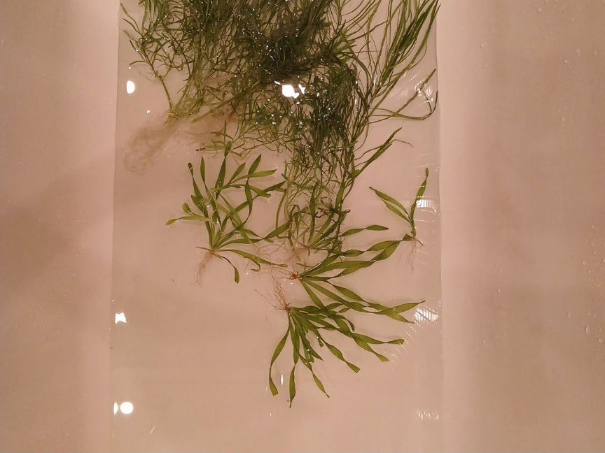 Аквариумные растения прополка