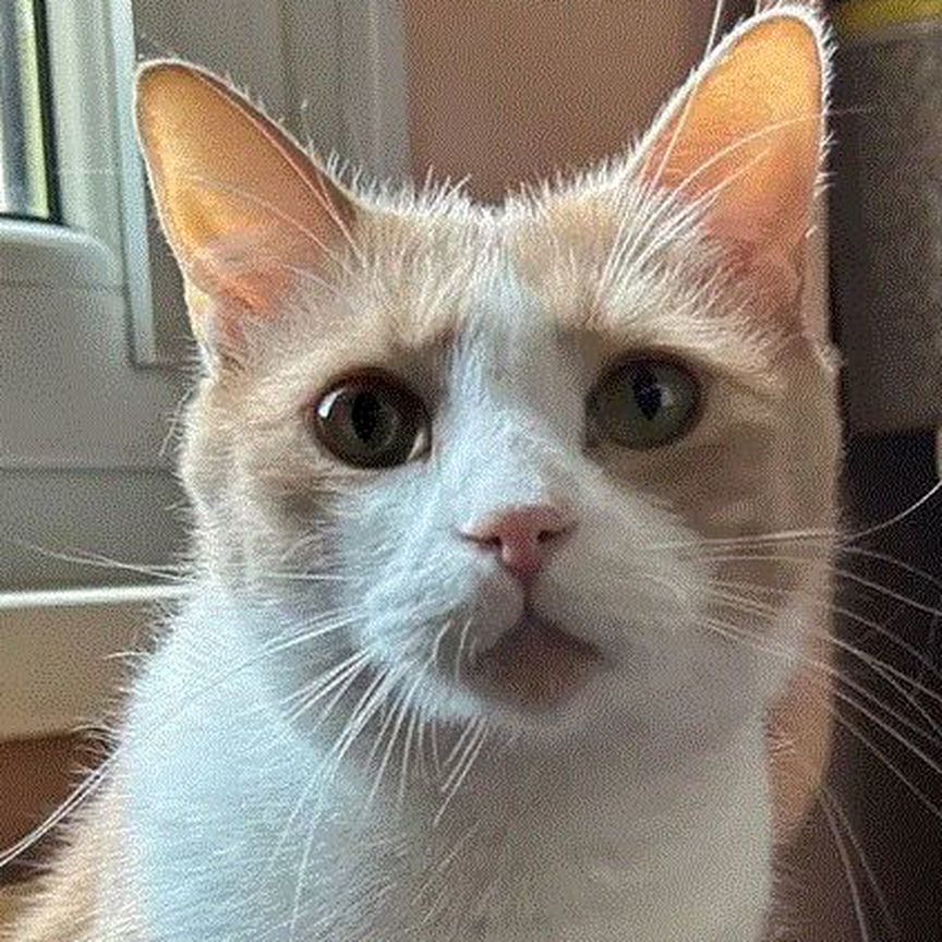 Спокойный вальяжный рыжий кот ищет новый дом