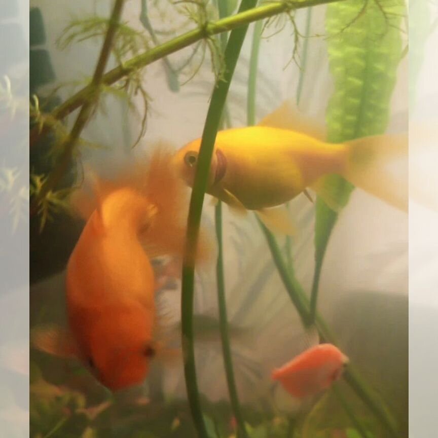 Золотые рыбки